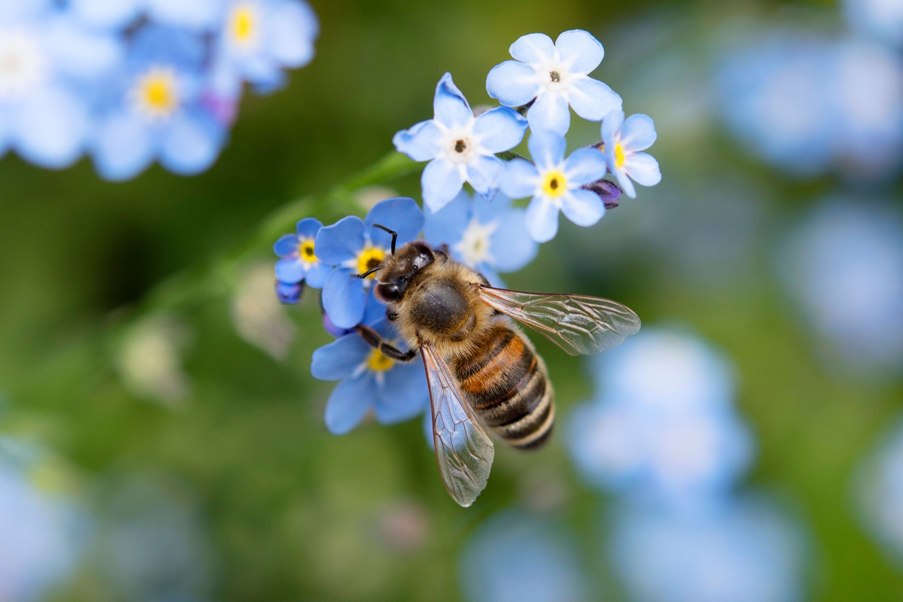 Unraveling the Beauty Secrets of Goat Milk and Honey – Bumble & Bleat ...